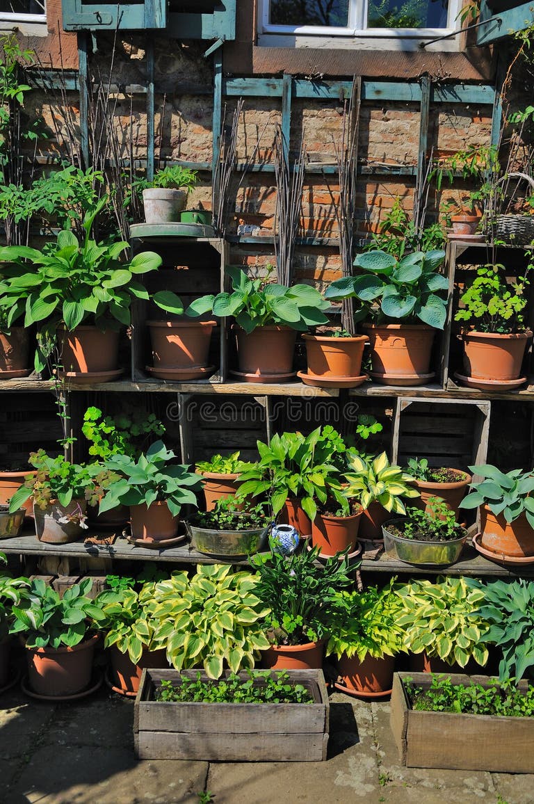 2,459 Outdoor Container Plants Flowers Stock Photos - Free & Royalty ...