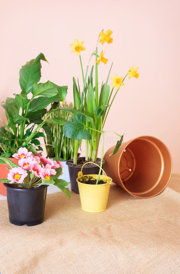 Potted Flowers, Pots for Flowers and Tools for the Care of Plants on ...