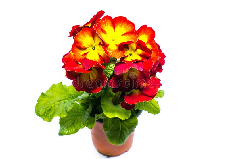 Red Primrose in Flowerpot Isolated Stock Image - Image of isolated ...