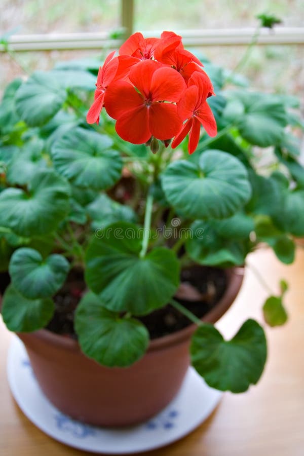 Potted Geranium stock image. Image of geranium, shallow - 2093067