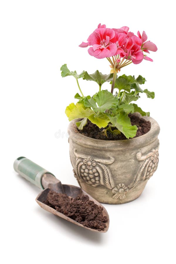 Potted Geranium stock image. Image of window, buds, clay - 2093067