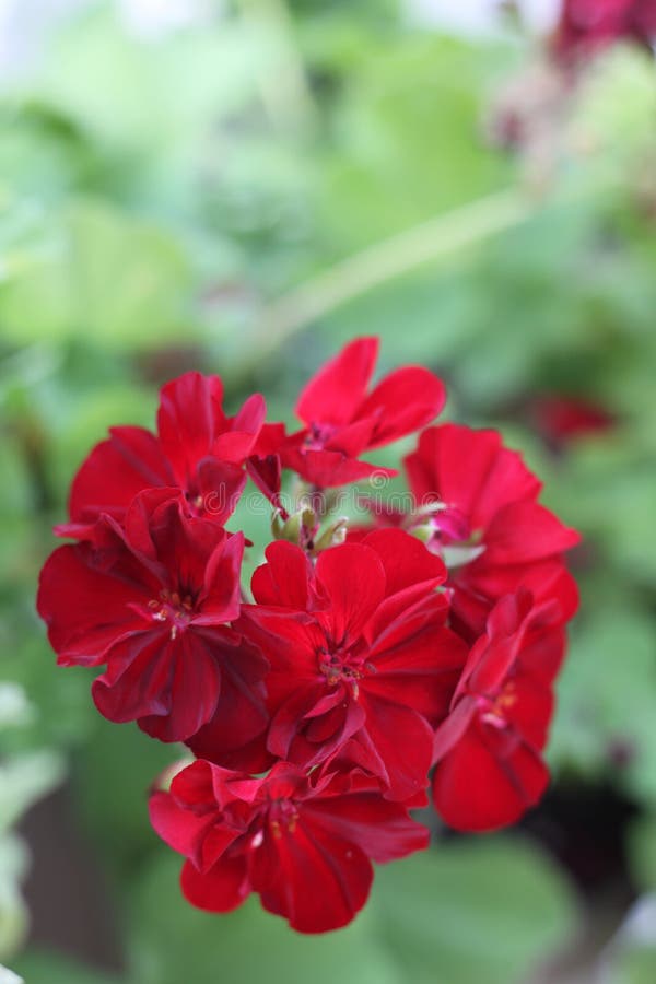 Geranium red 3330 stock image. Image of blooms, bouquet - 160472689