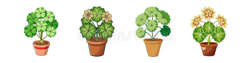 Potted Geranium Plant Vector Illustration Stock Vector - Illustration ...