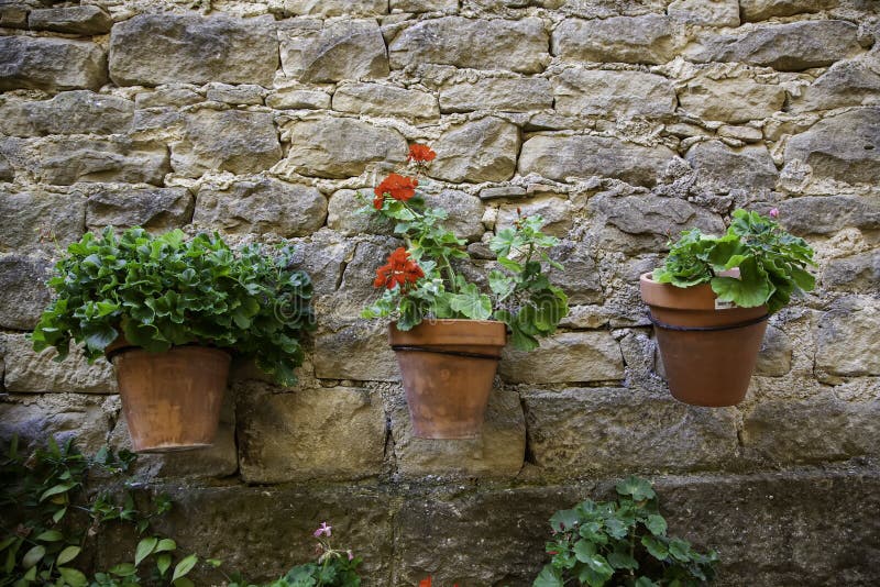 Potted geraniums stock photo. Image of geranium, historic - 194236642