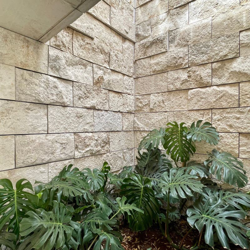 Potted Green Palm Plants Near a Stone Brick Wall Stock Photo - Image of ...