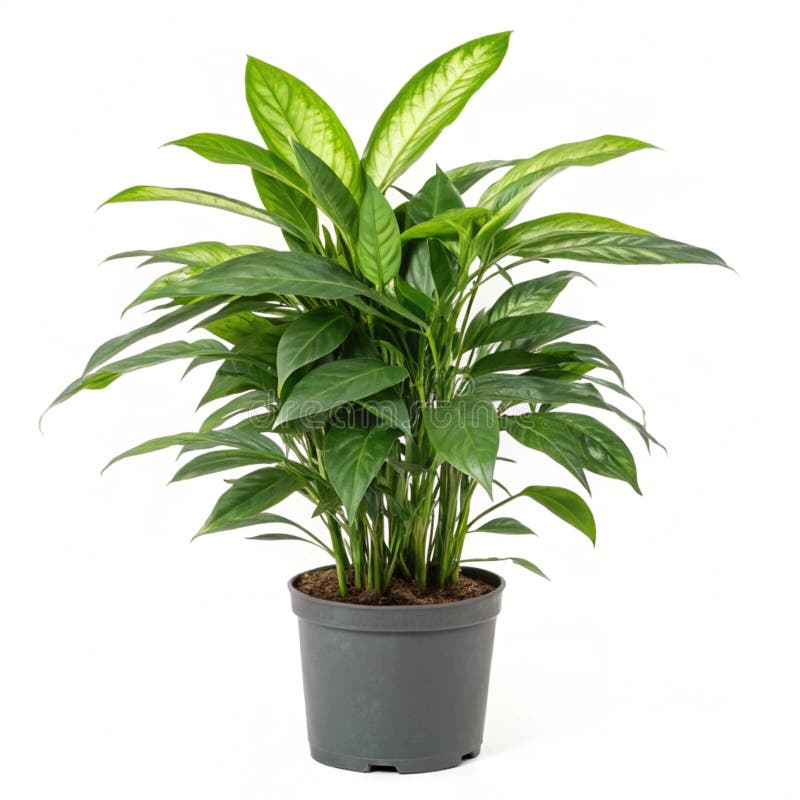 Potted Green Plant Isolated on Transparent Background Stock ...