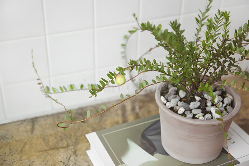 Potted Green Plant with Pebbles Stock Illustration - Illustration of ...