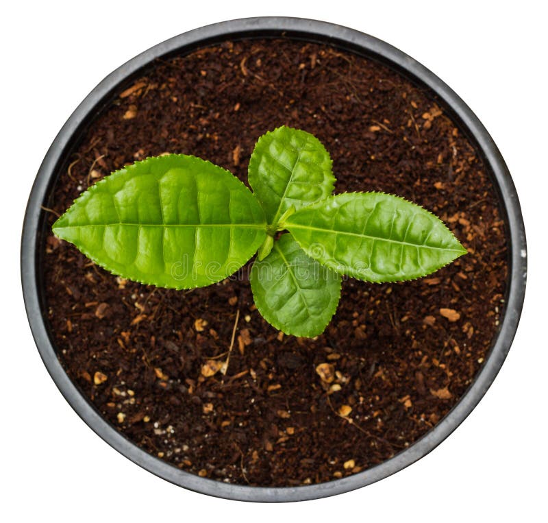Potted Green Tea Plant in Pot Stock Image - Image of lush, garden: 25669199