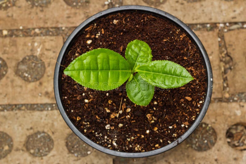 Potted Green Tea Plant in Pot Stock Image - Image of lush, garden: 25669199