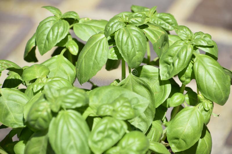 Potted Herb Plant with Green Basil Leaves Stock Image - Image of leaves ...