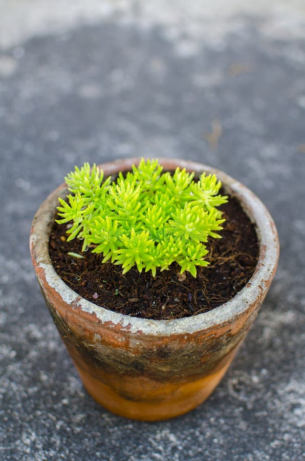 Potted stock photo. Image of green, ceramic, cultivated - 51637832