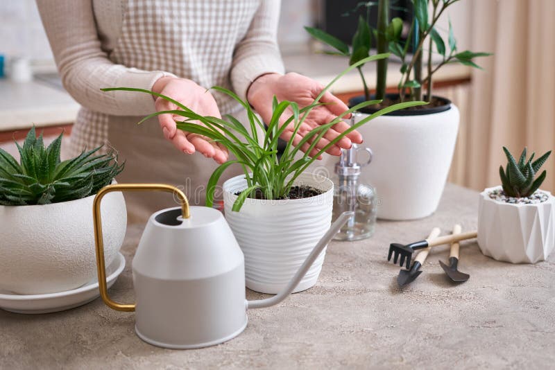 Potted House Plants with Gardening Tools on Concrete Table Stock Photo ...