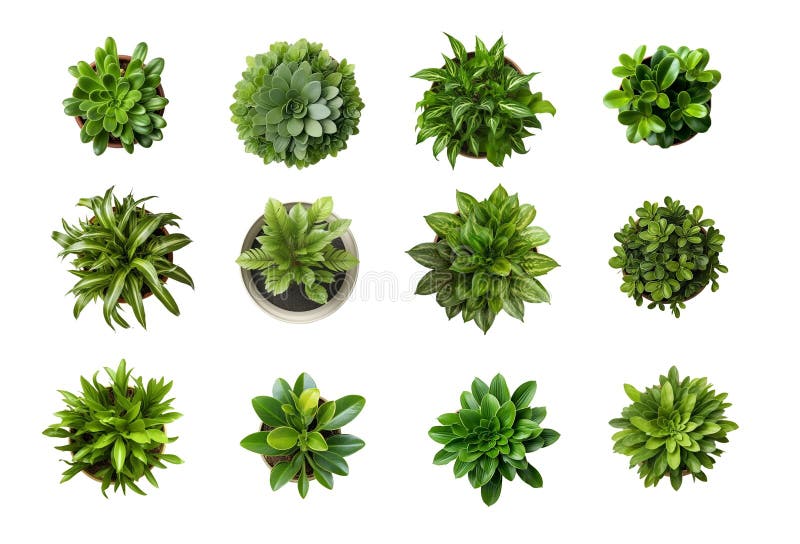 Potted House Plants stock image. Illustration of collection - 277527387