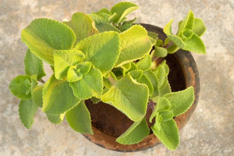 Potted Indian borage plant stock image. Image of stem - 19758495