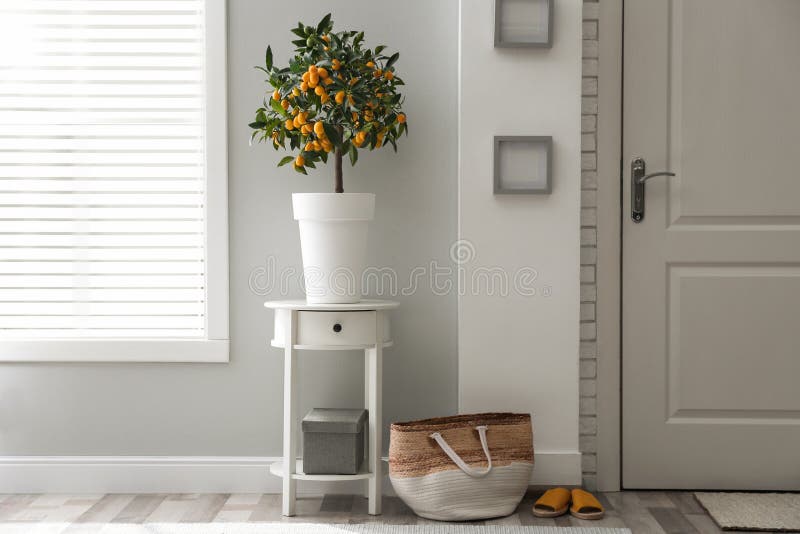 Potted Kumquat Tree with Ripening Fruits Indoors. Interior Design Stock ...