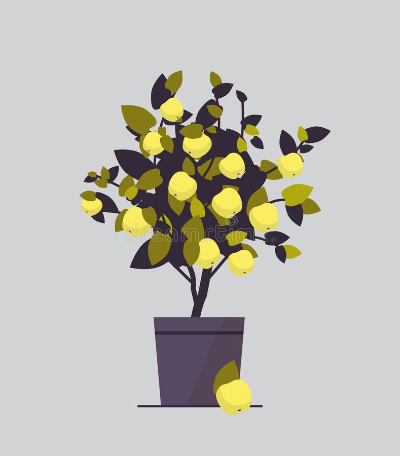 Potted Lemon Plant Growing Fruit Tree in Pot Stock Vector ...