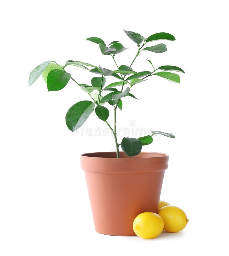 Potted Lemon Tree and Fruits on Background Stock Image - Image of lemon ...