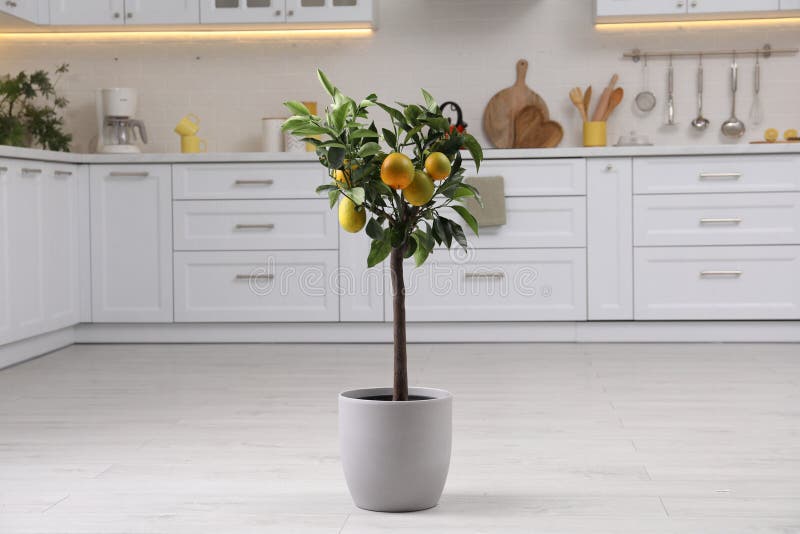 Potted Lemon Tree with Ripe Fruits on Floor in Kitchen Stock Image ...
