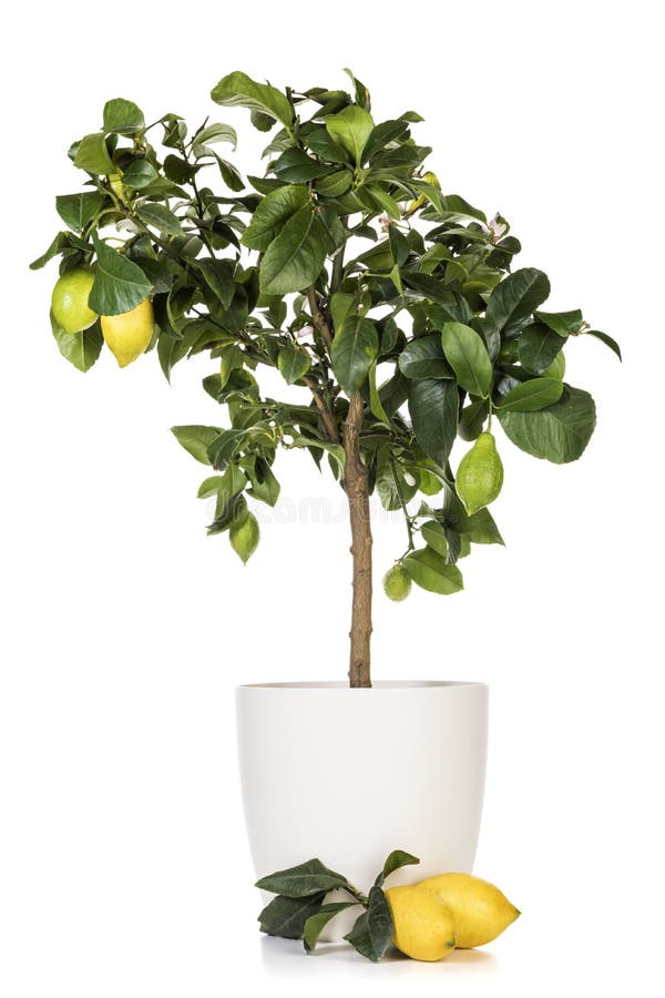 2,823 Lemon Tree Pot Stock Photos - Free & Royalty-Free Stock Photos ...