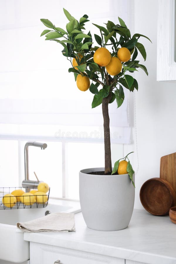 Potted Lemon Tree and Ripe Fruits on Kitchen Countertop Stock Photo ...