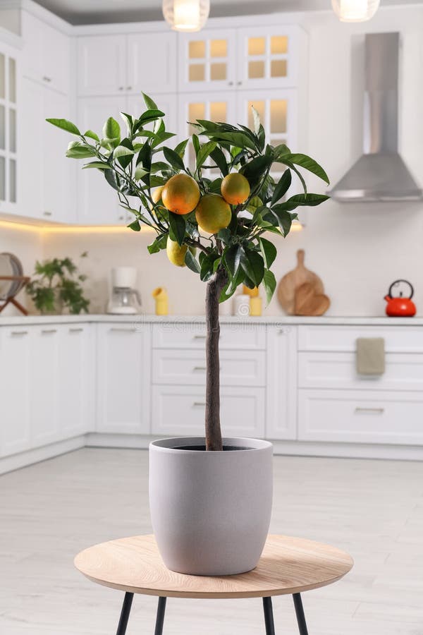 Potted Lemon Tree with Ripe Fruits on Small Table in Kitchen Stock ...