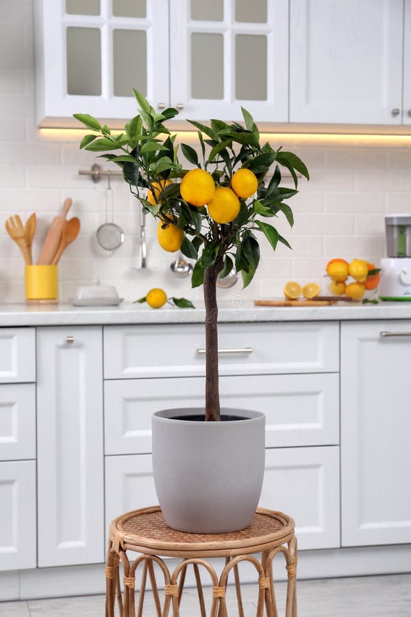 Potted Lemon Tree with Ripe Fruits on Small Table in Kitchen Stock ...