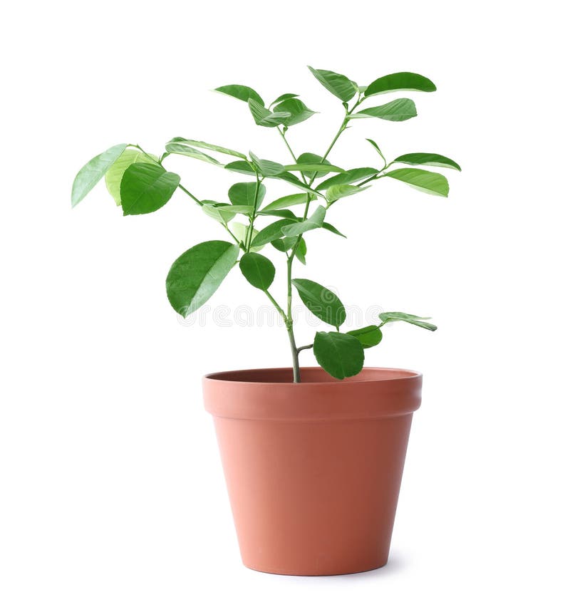 Potted Lemon Tree on White Background. Citrus Plant Stock Photo - Image ...