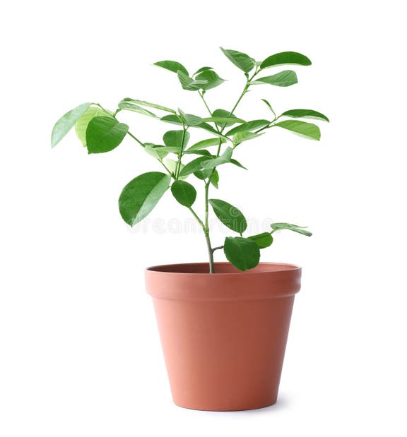 Potted Lemon Tree on White Background. Citrus Plant Stock Photo - Image ...