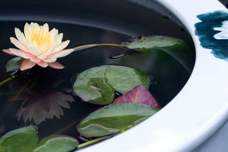 Potted lotus stock image. Image of bloom, beauty, alms - 56347269