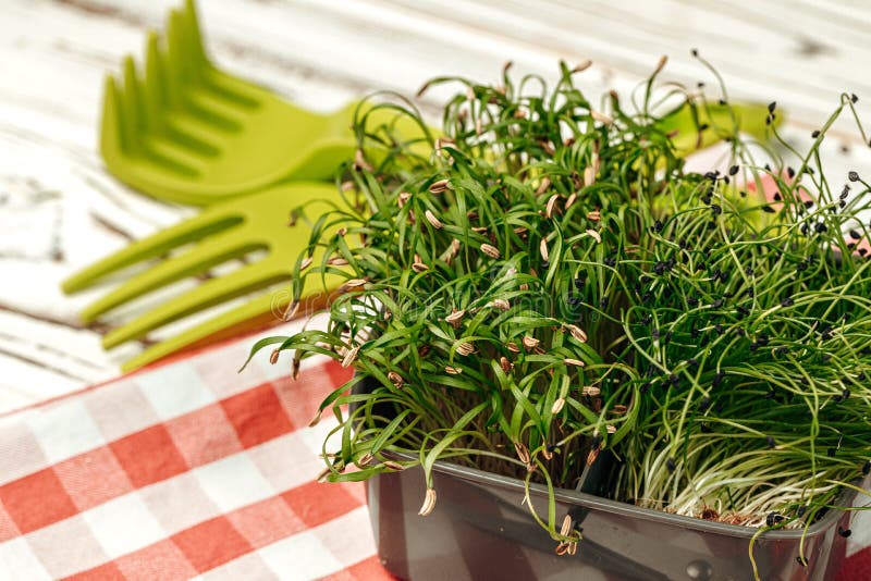 Potted Micro Green on Wooden Table Close Up Stock Image - Image of ...
