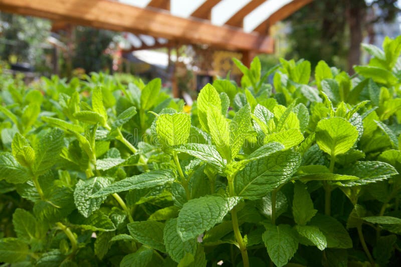 Potted mint leaves stock image. Image of food, medicinal - 246482753