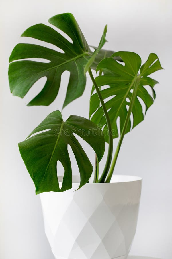 Potted Monstera on Chest of Drawers Near White Wall, Space for Text ...