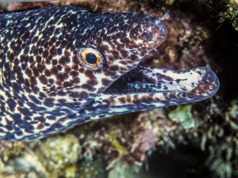 Potted moray, Gymnothorax stock photo. Image of marine - 134417968