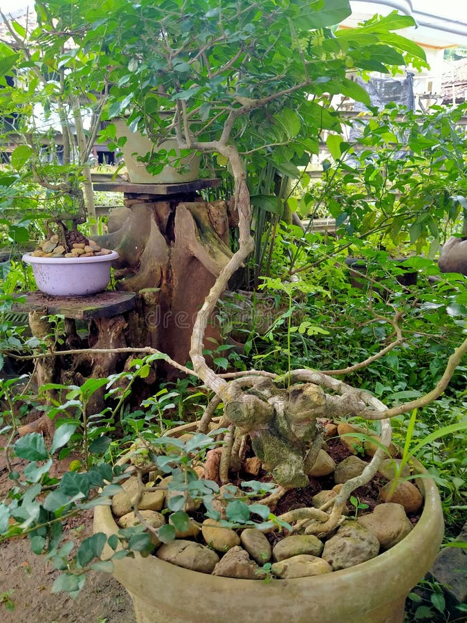 Potted Ornamental Plant Stems that Look Unique Stock Image - Image of ...