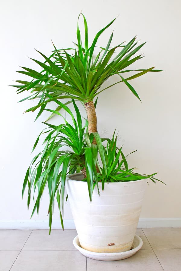 A potted palm tree stock photo. Image of indoor, gentle - 20523752
