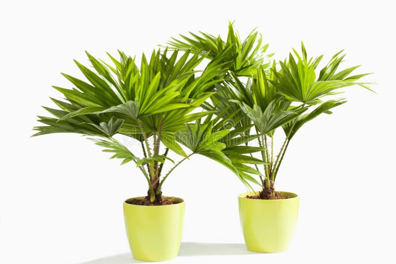 7,372 Potted Palm Tree Stock Photos - Free & Royalty-Free Stock Photos ...