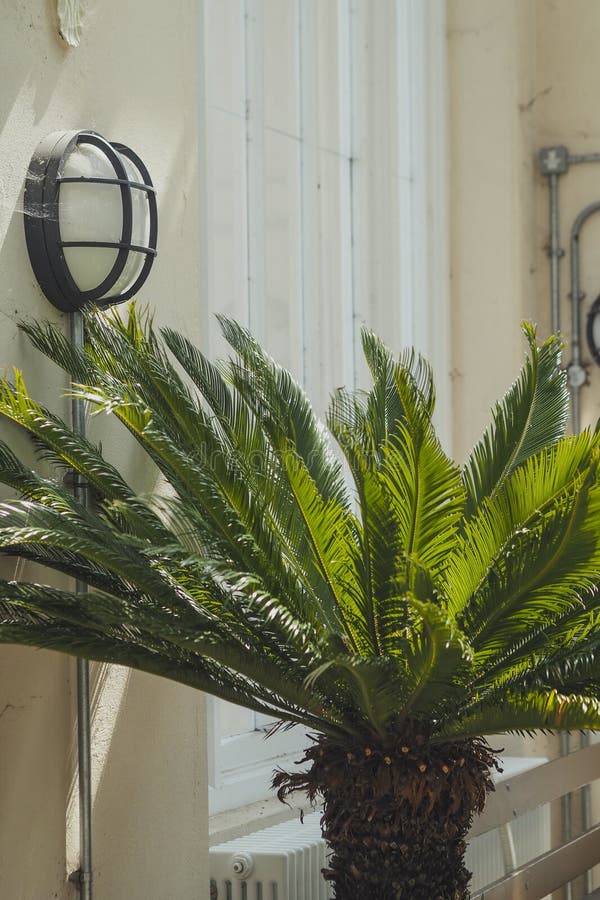 Potted Palm Tree on a Porch with Windows in the Backdrop Stock Image ...