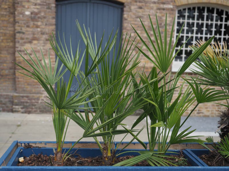 Potted Palm Tree Scient. Class. Areaceae Stock Image - Image of ...