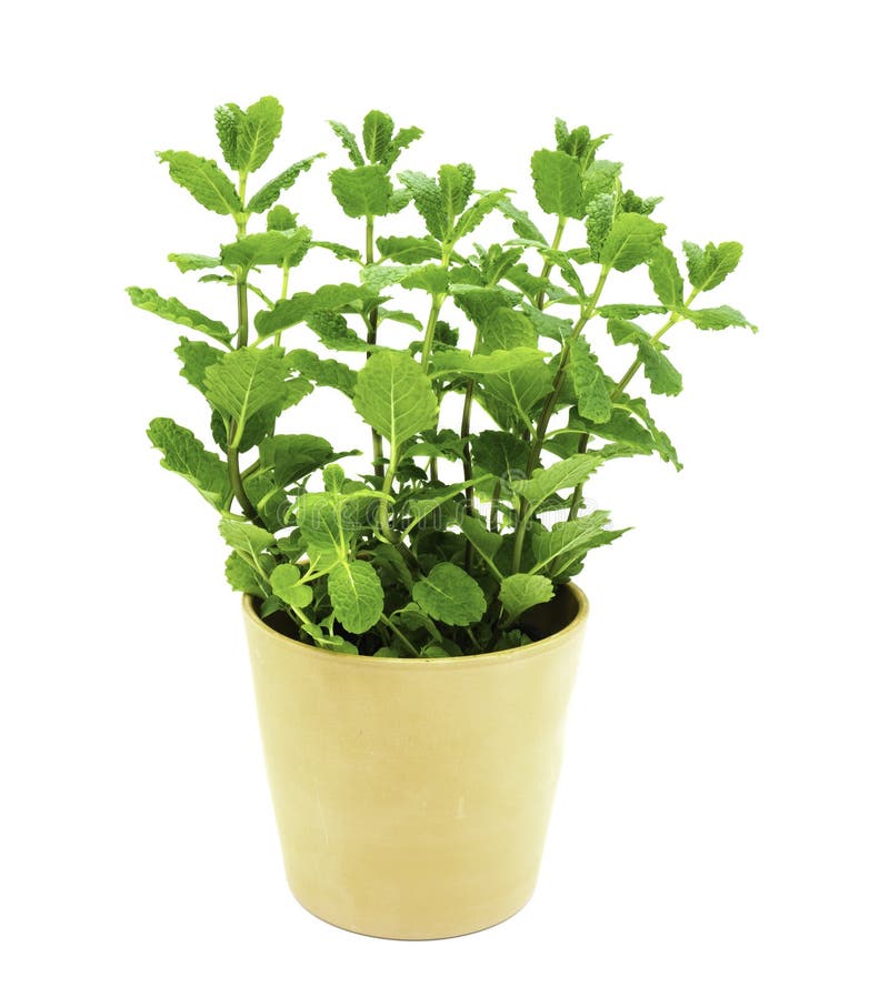 Potted Peppermint Plant in Studio Stock Image - Image of healthcare ...