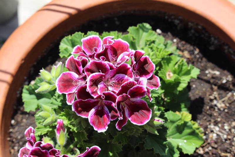 Picotee Geranium Stock Photos - Free & Royalty-Free Stock Photos from ...