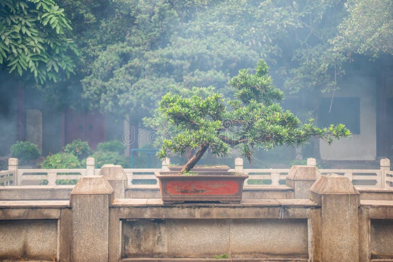 Tree bridge on the shore stock photo. Image of nature - 103211028