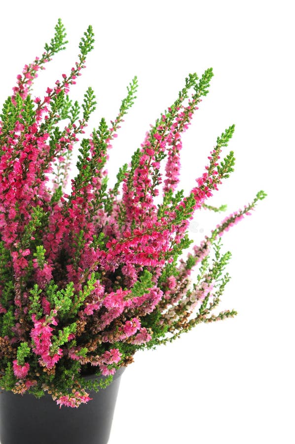 Erica plant stock image. Image of details, erica, rock - 29765393