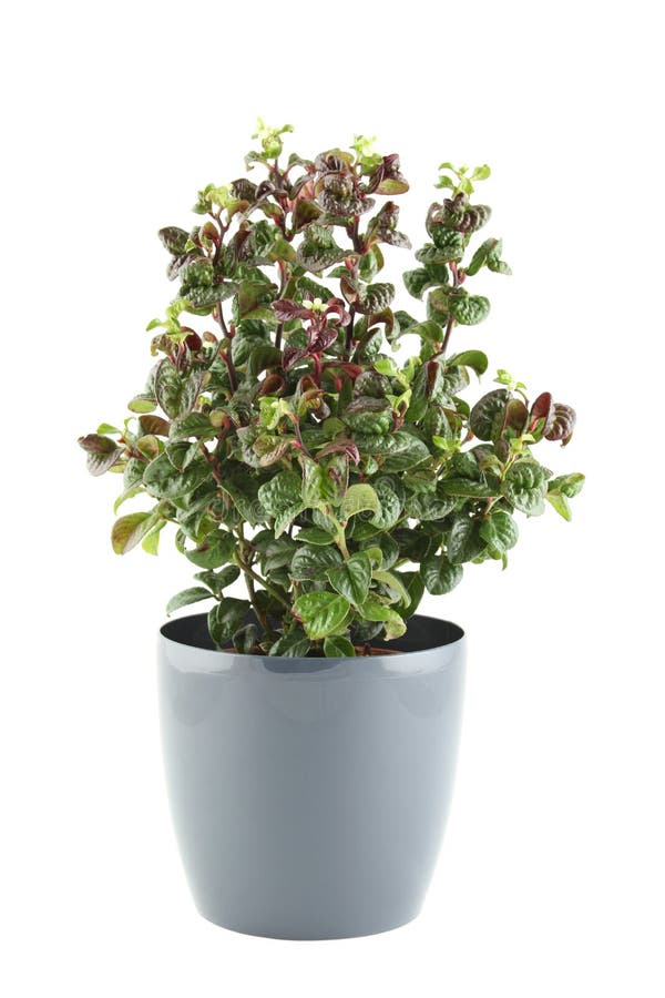 Potted Plant stock image. Image of plant, growth, fresh - 24361113