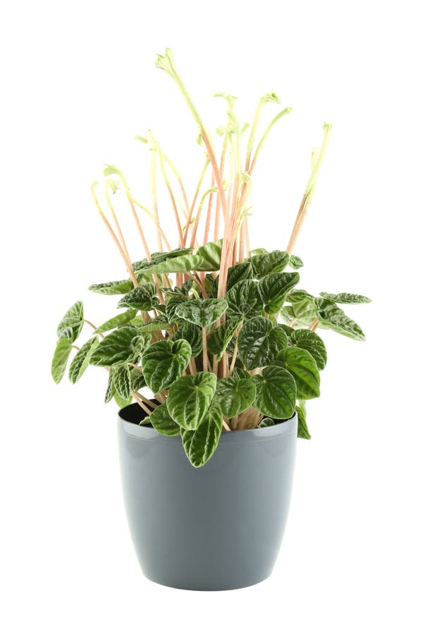 Potted Plant stock image. Image of backgrounds, decorative - 24361115