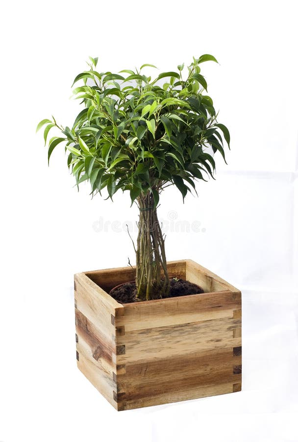 Potted plant stock image. Image of ground, green, wood - 8497297