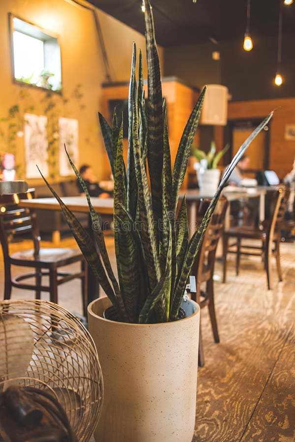 A Potted Plant Sits on Top of a Table in a Restaurant Stock Image ...