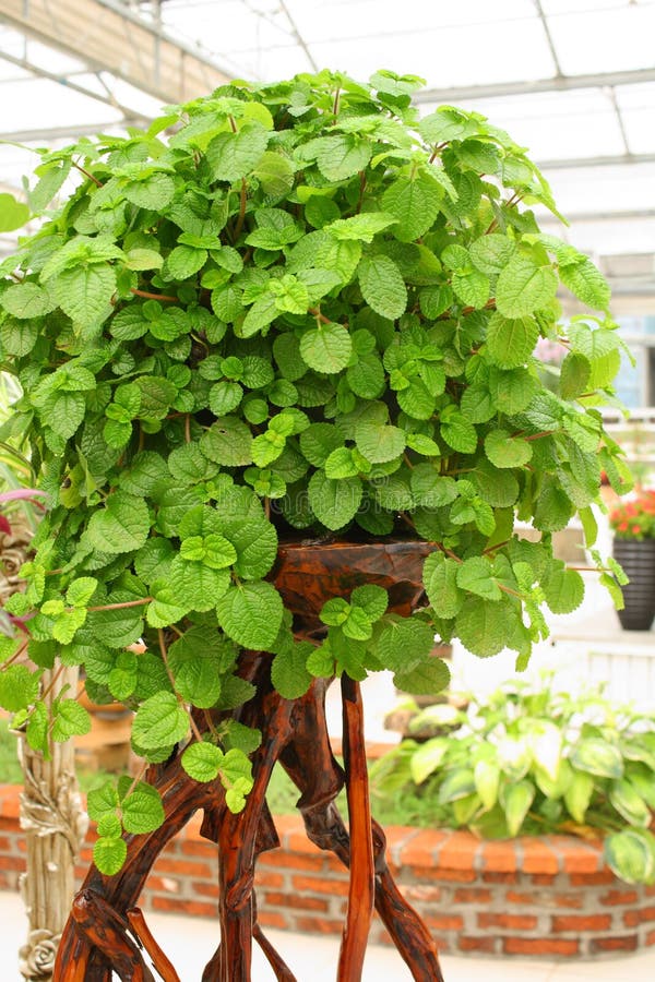 Potted plant stock photo. Image of built, plant, agriculture - 45774536