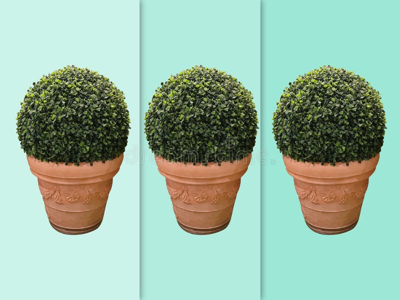 Potted Plants Isolated on Green Striped Background Stock Illustration ...