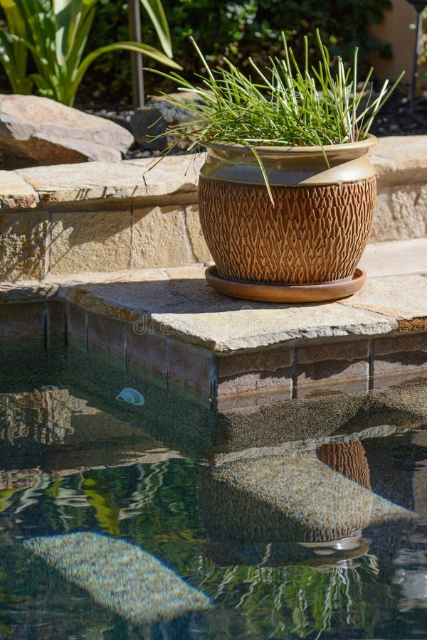 Potted plant by pool stock image. Image of foliage, pool - 373282935