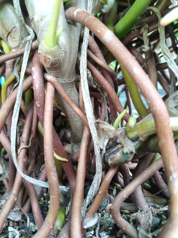 Potted plant roots stock photo. Image of roots, plant - 271806748